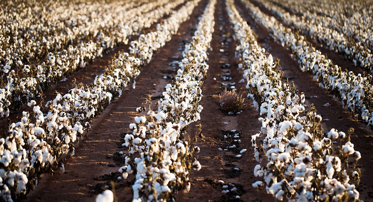 Patagonia regenerative agriculture as a solution to global warming ...